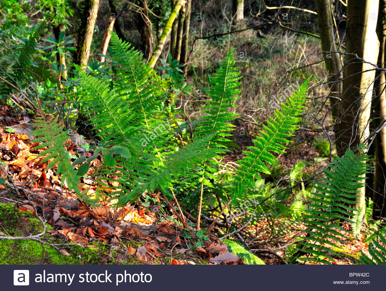 Lady Ferns Athyrium Filix Femina High Resolution Stock Photography and ...