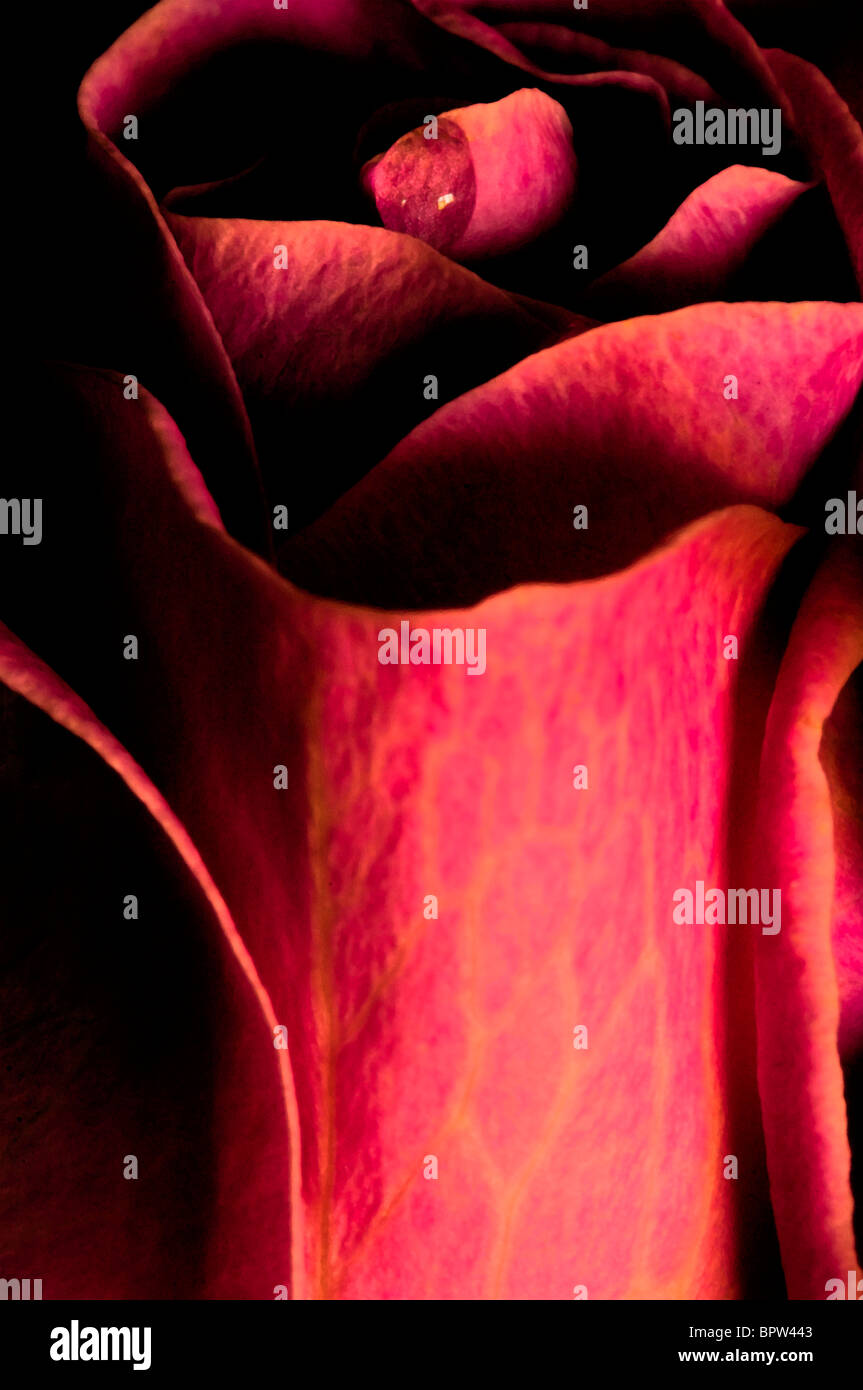 Red rose with a water droplet Stock Photo - Alamy