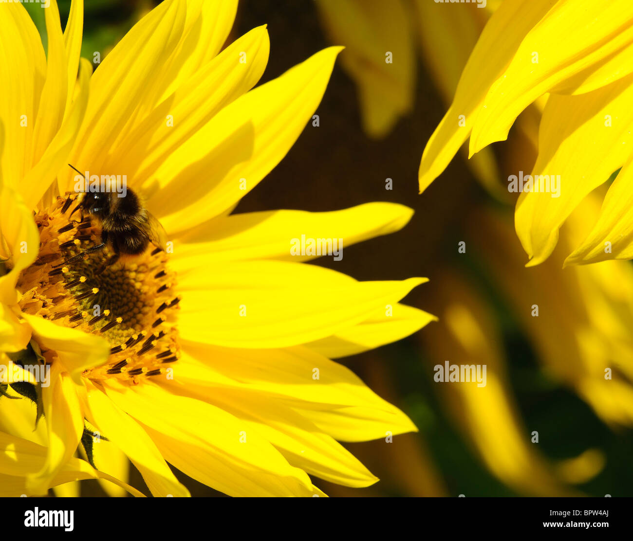 Backyard flower Cut Out Stock Images & Pictures - Alamy