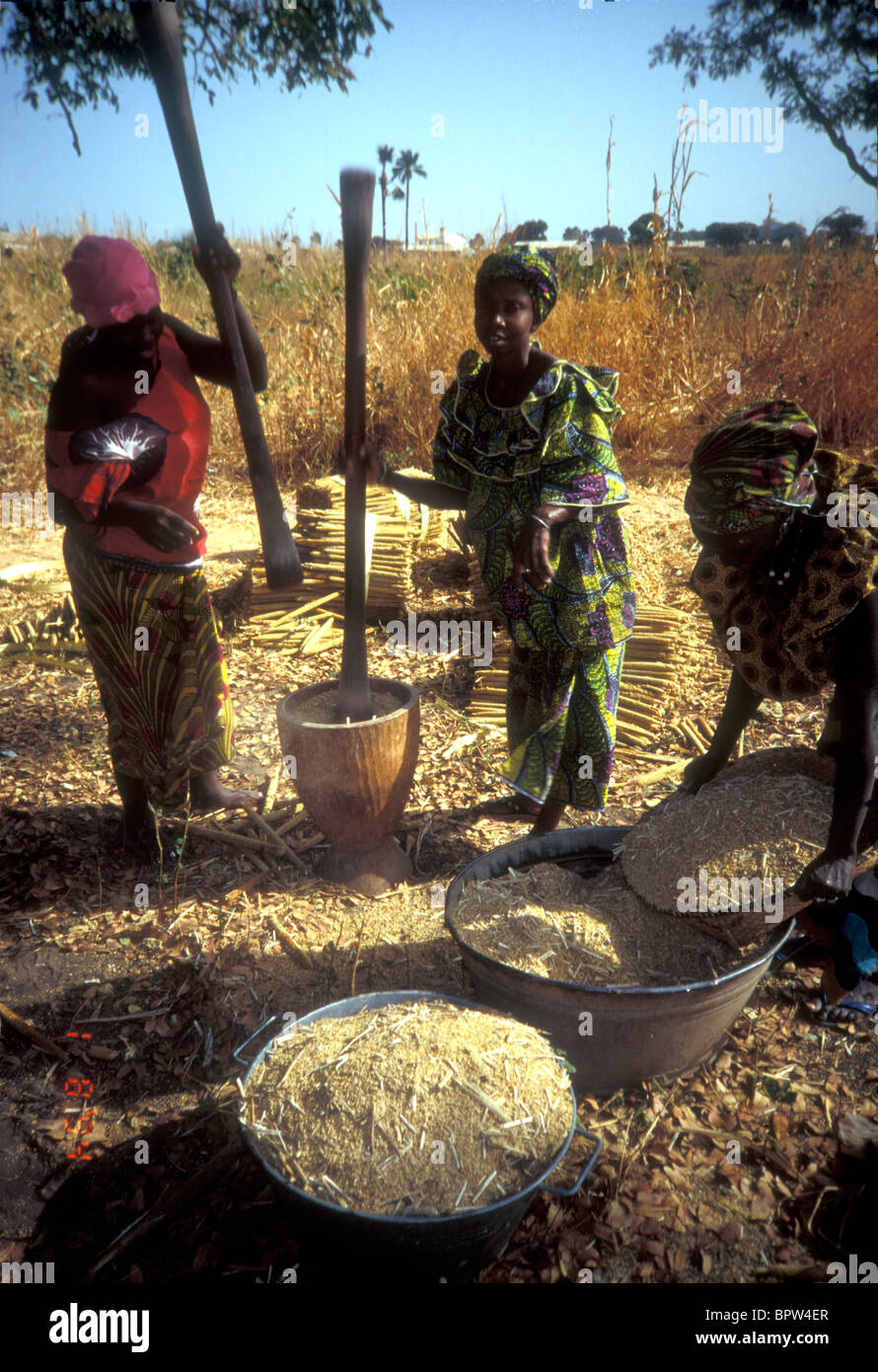 Women pounding ground nuts, or peanuts during harvest season in Gambia ...