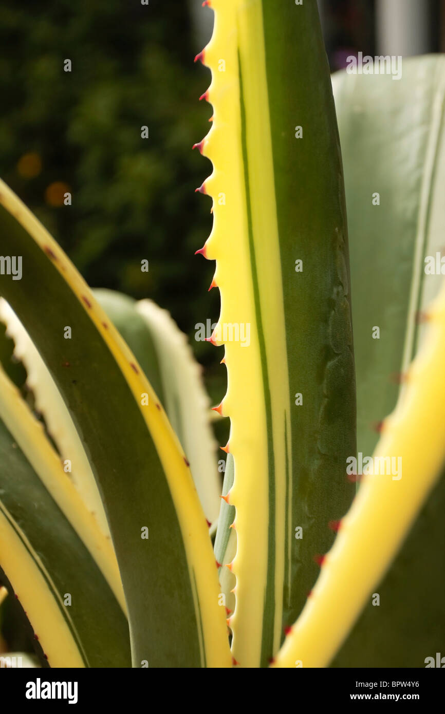 Toothed leaf edge hi-res stock photography and images - Alamy
