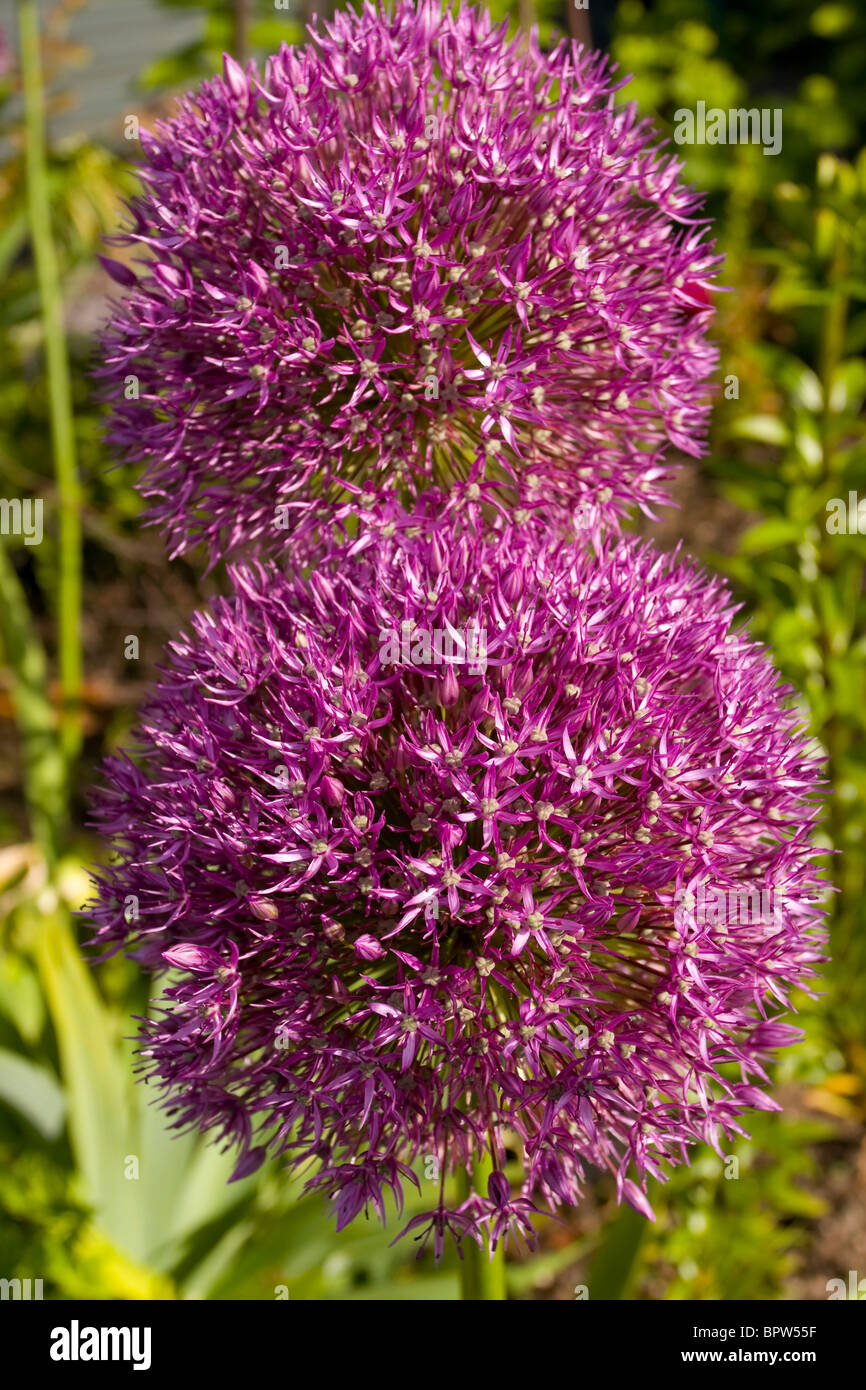 Purple allium flower heads closeup in summertime Stock Photo - Alamy