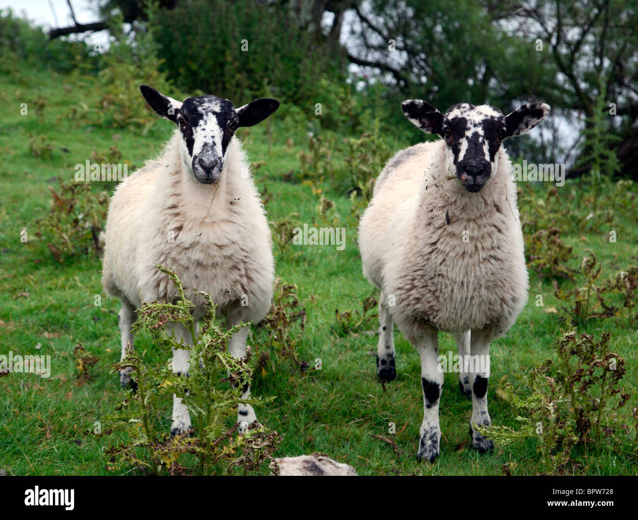 2 sheep hi-res stock photography and images - Alamy