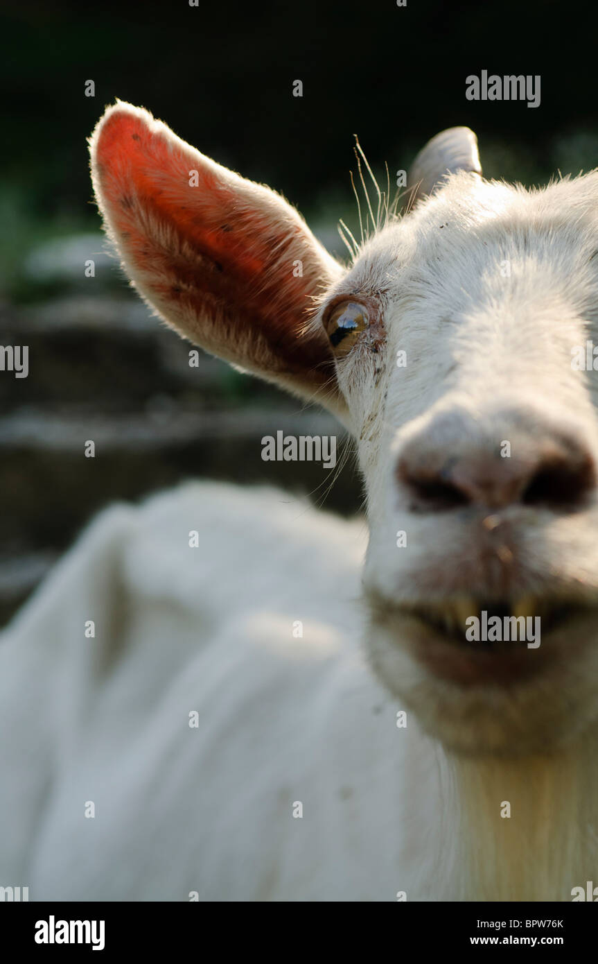 Goat Teeth High Resolution Stock Photography and Images - Alamy