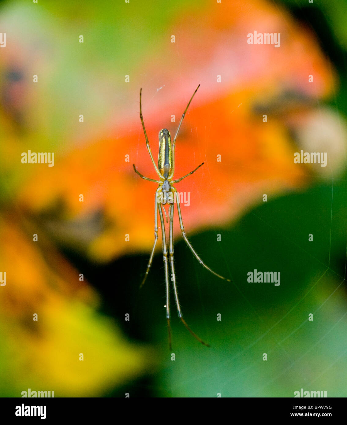 Long Jawed Orb Spider High Resolution Stock Photography and Images - Alamy