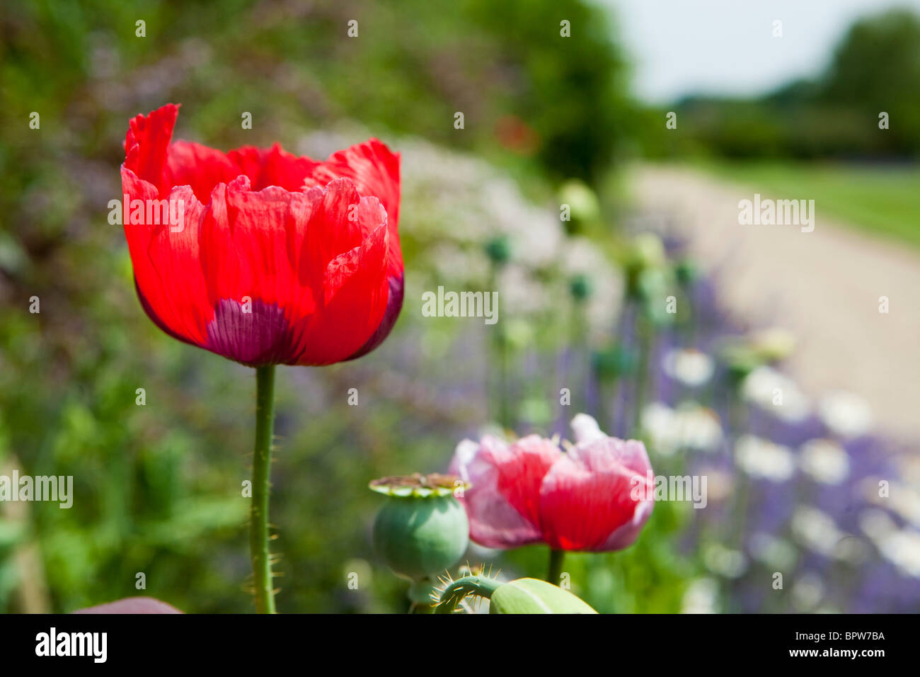 English poppy hi-res stock photography and images - Alamy