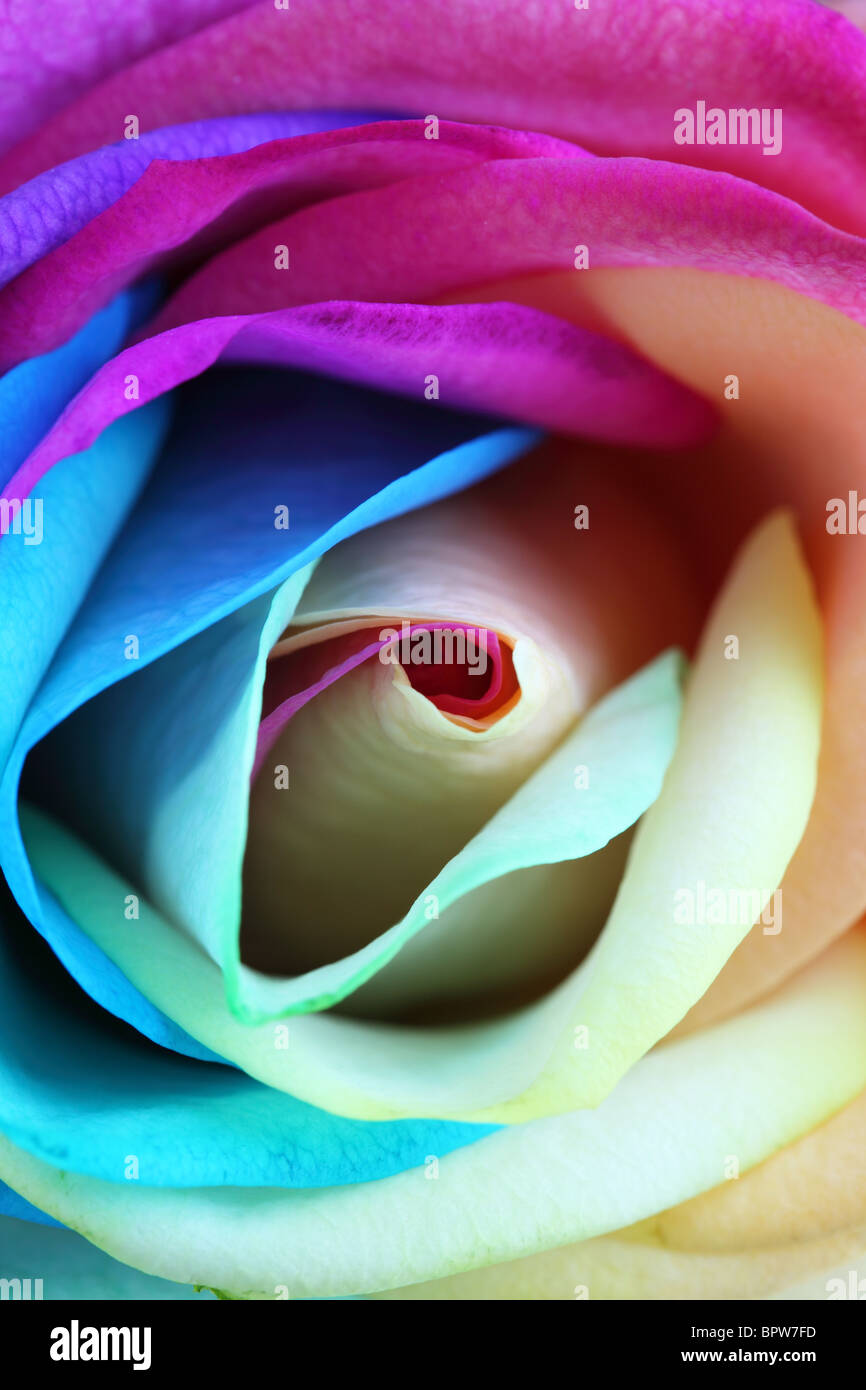 Close up of a multi-coloured Rainbow Rose. Its petals are artificially ...