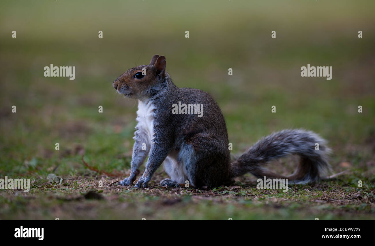 The Grey squirrel Stock Photo - Alamy