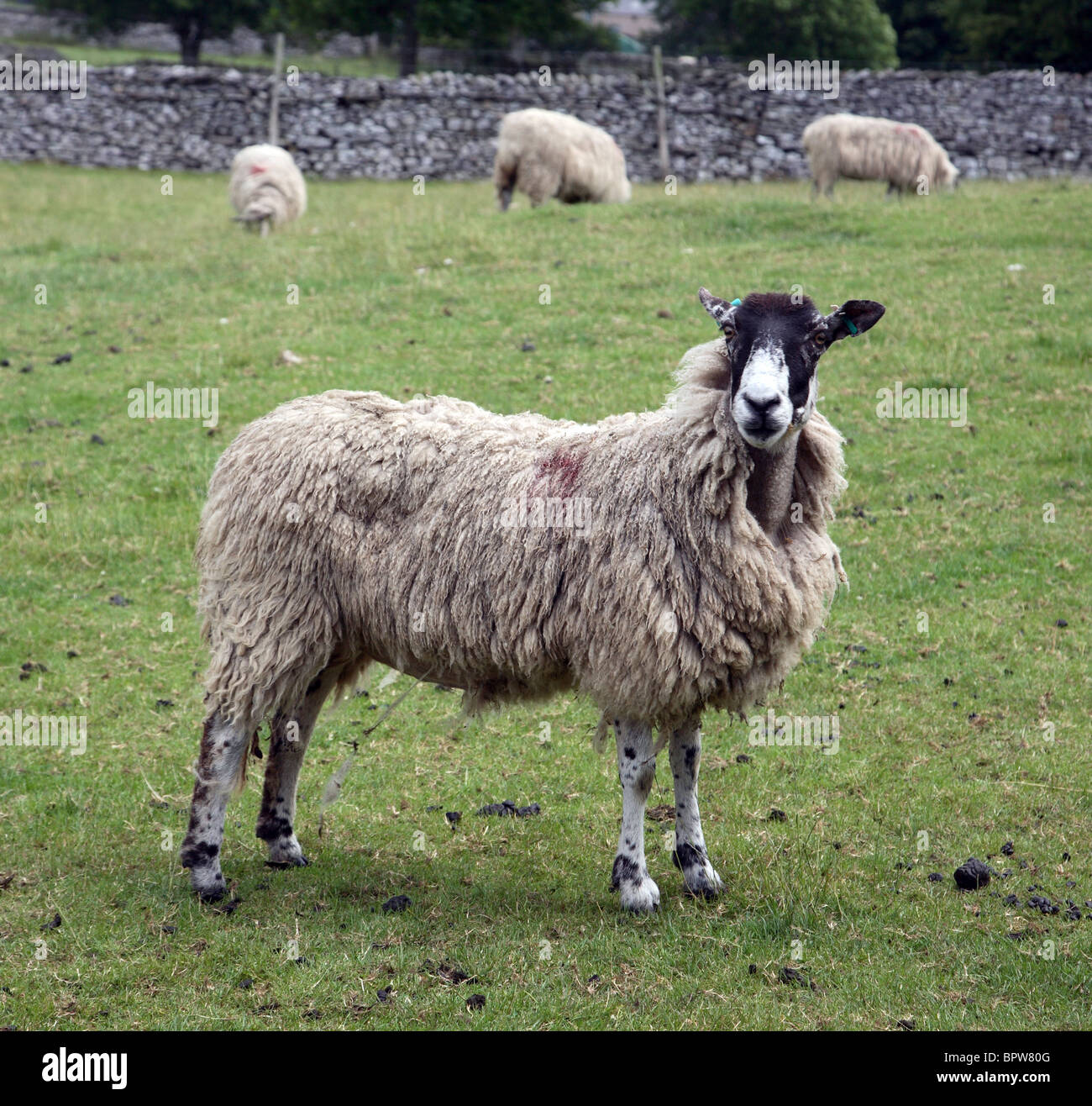 sheep Yorkshire Dales Stock Photo - Alamy