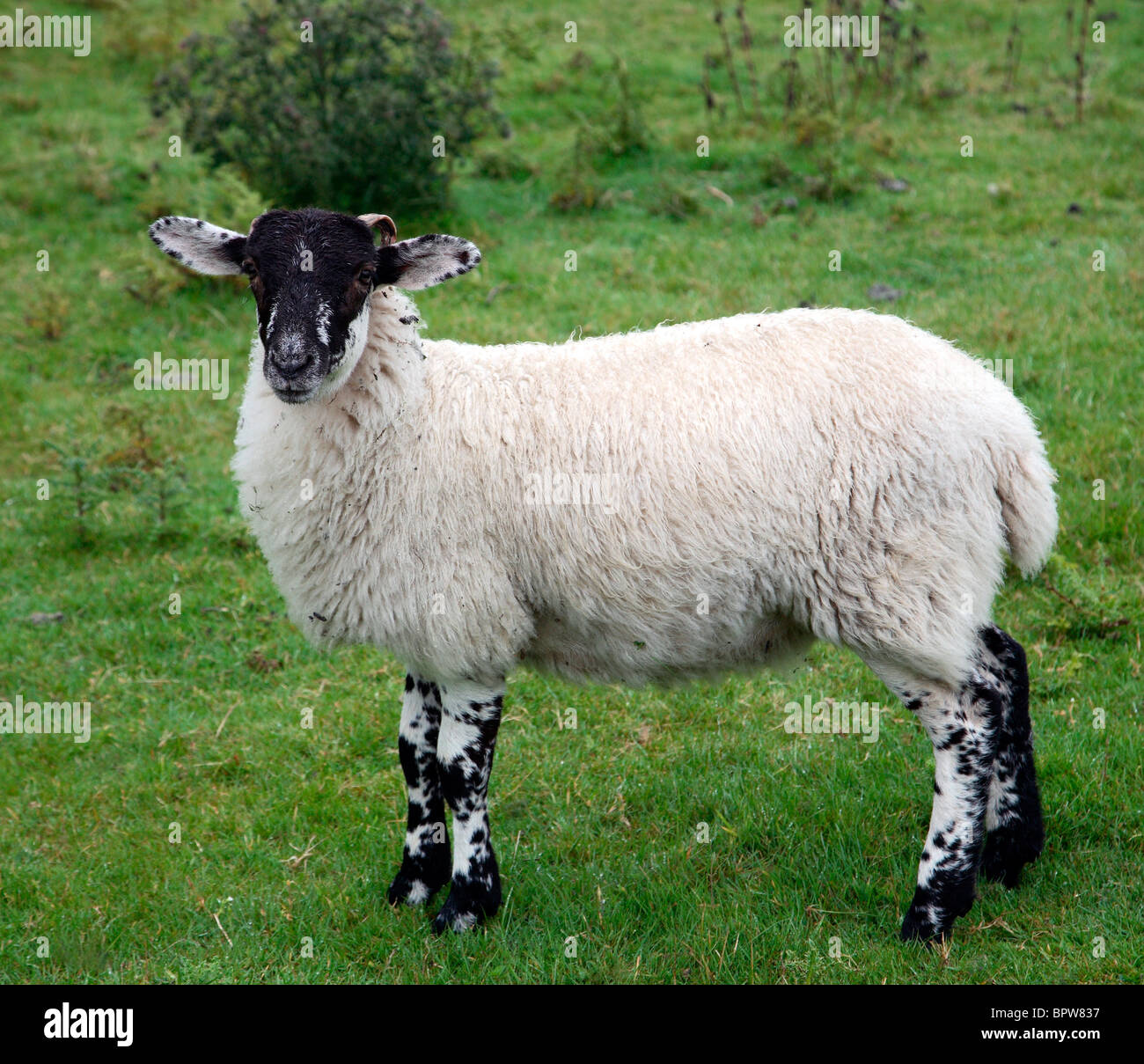 sheep Yorkshire Dales Stock Photo - Alamy