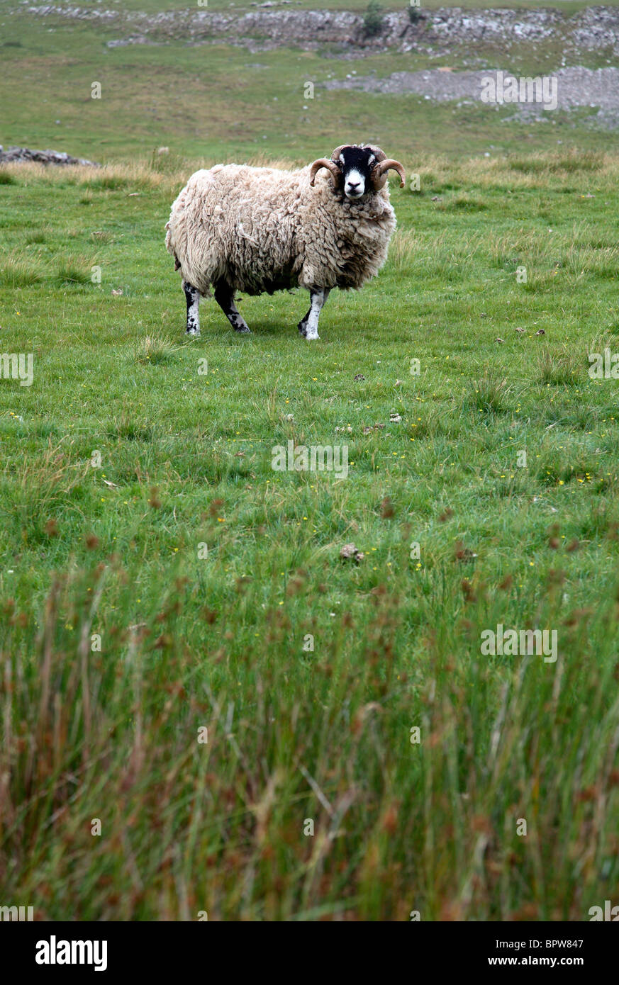 sheep Yorkshire Dales Stock Photo - Alamy