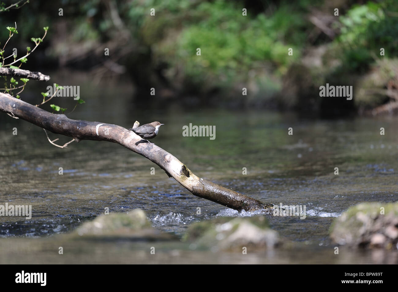 Dipper (Cinclus cinclus) standing on a dead branch in the river Stock ...