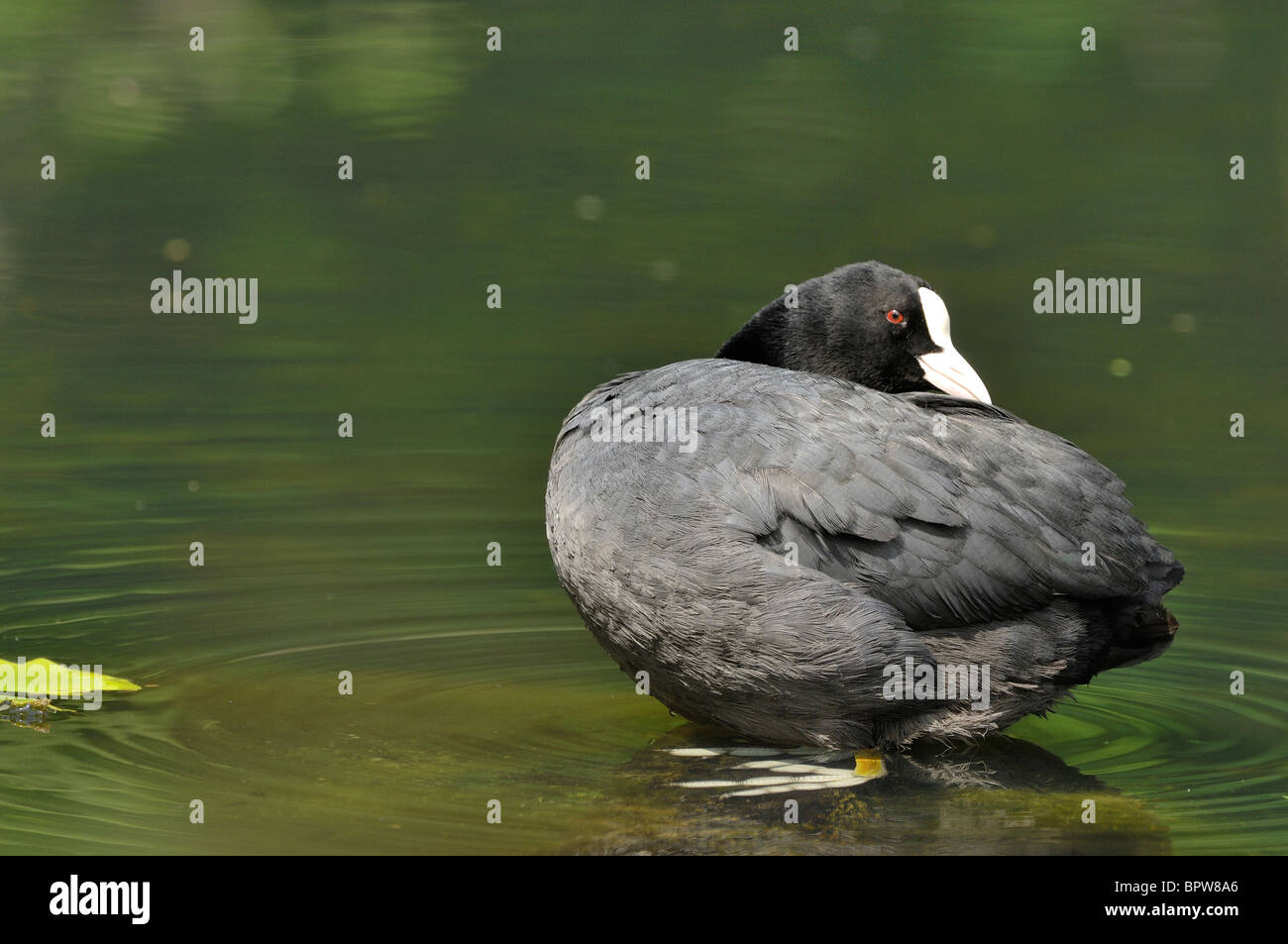Black coot - Common coot - Eurasian coot (Fulica atra) preening in ...