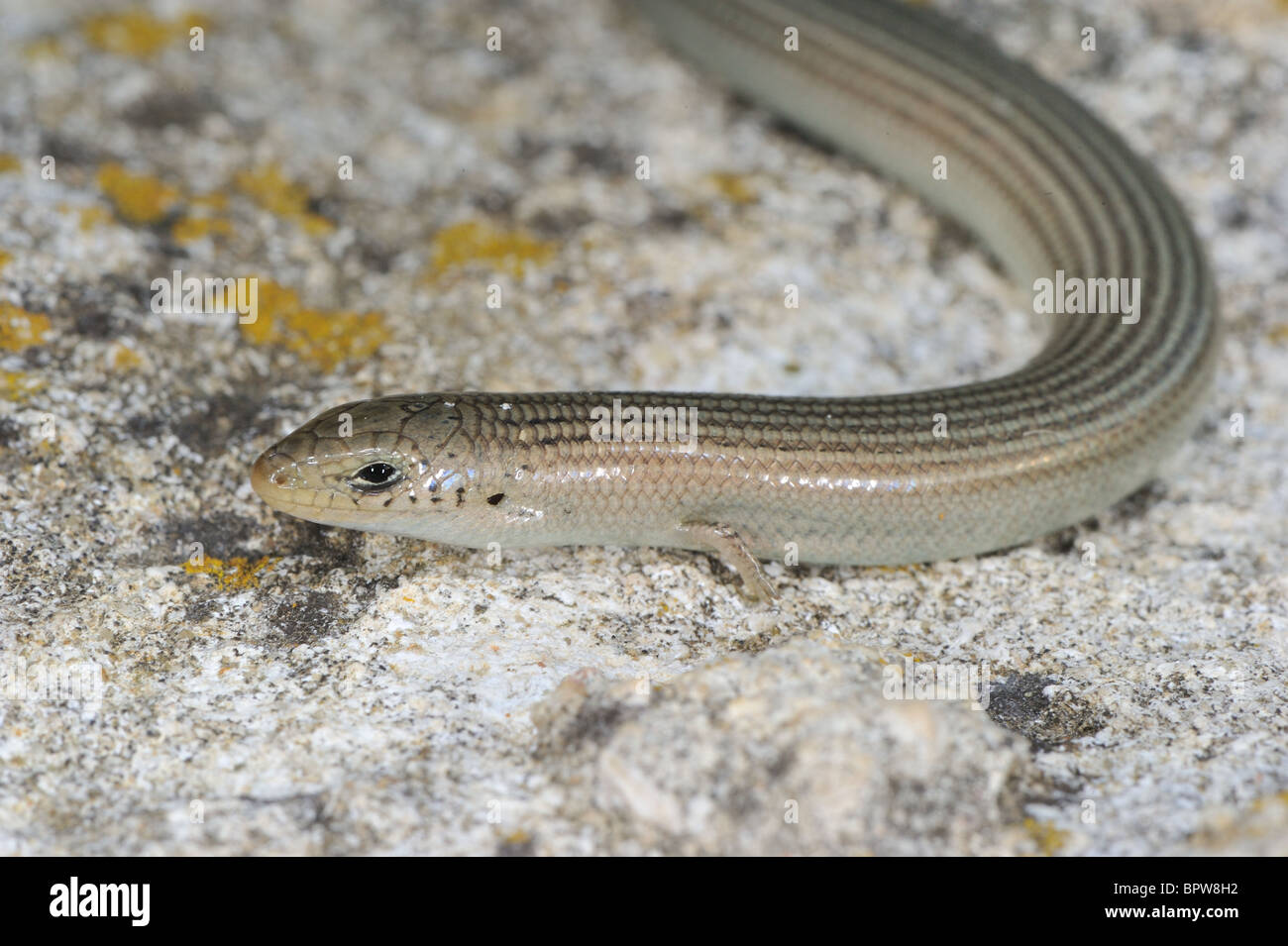 Western Three-Toed Skink (Chalcides chalcides striatus - Chalcides ...
