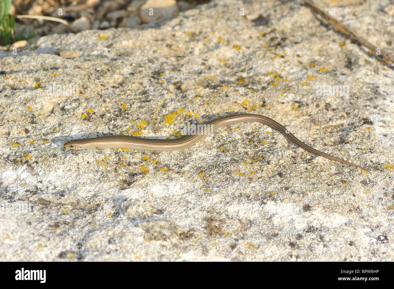 Western three toed skink hi-res stock photography and images - Alamy