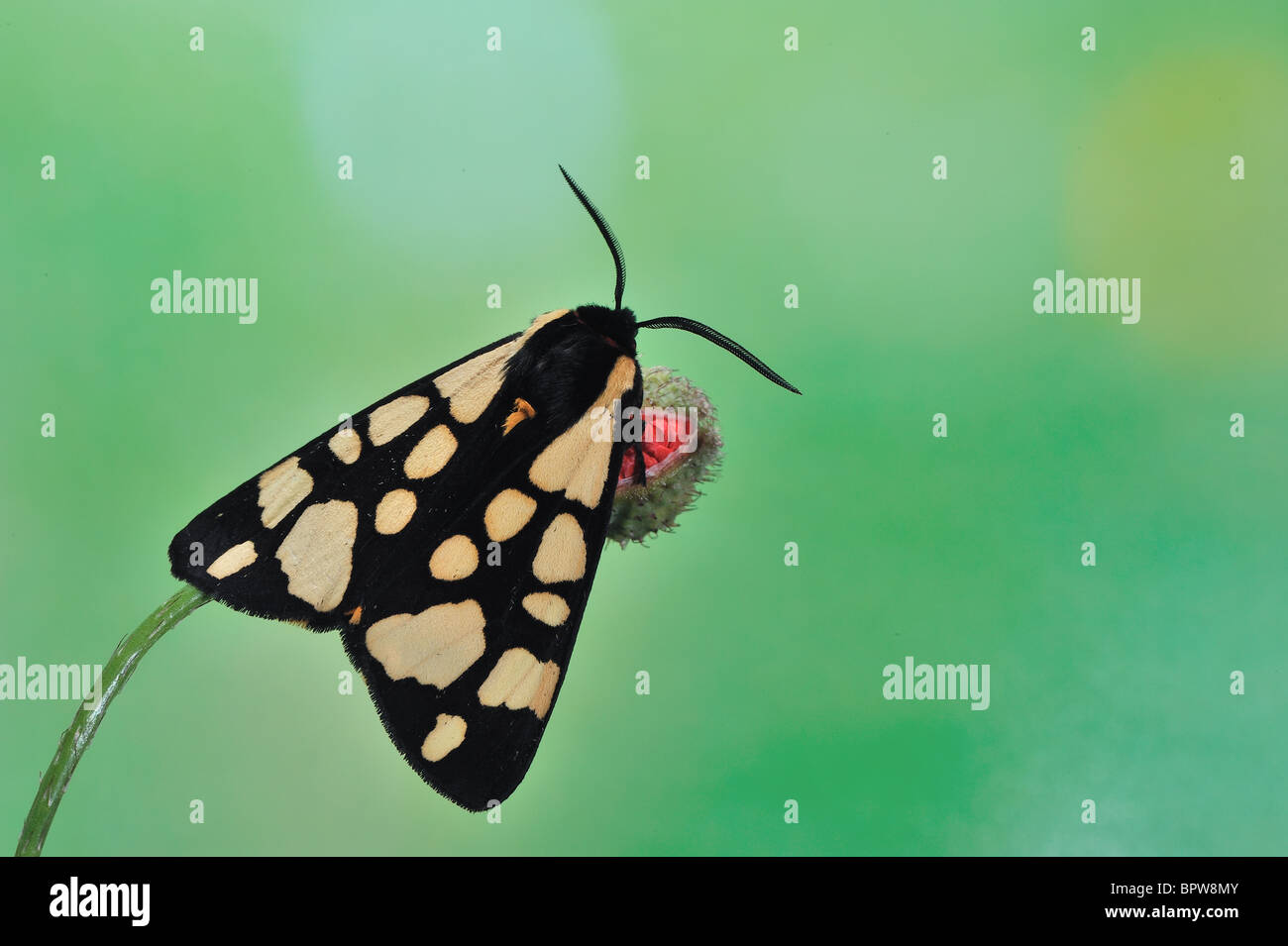 Cream-spot tiger moth (Epicallia villica - Arctia villica) - On a poppy ...