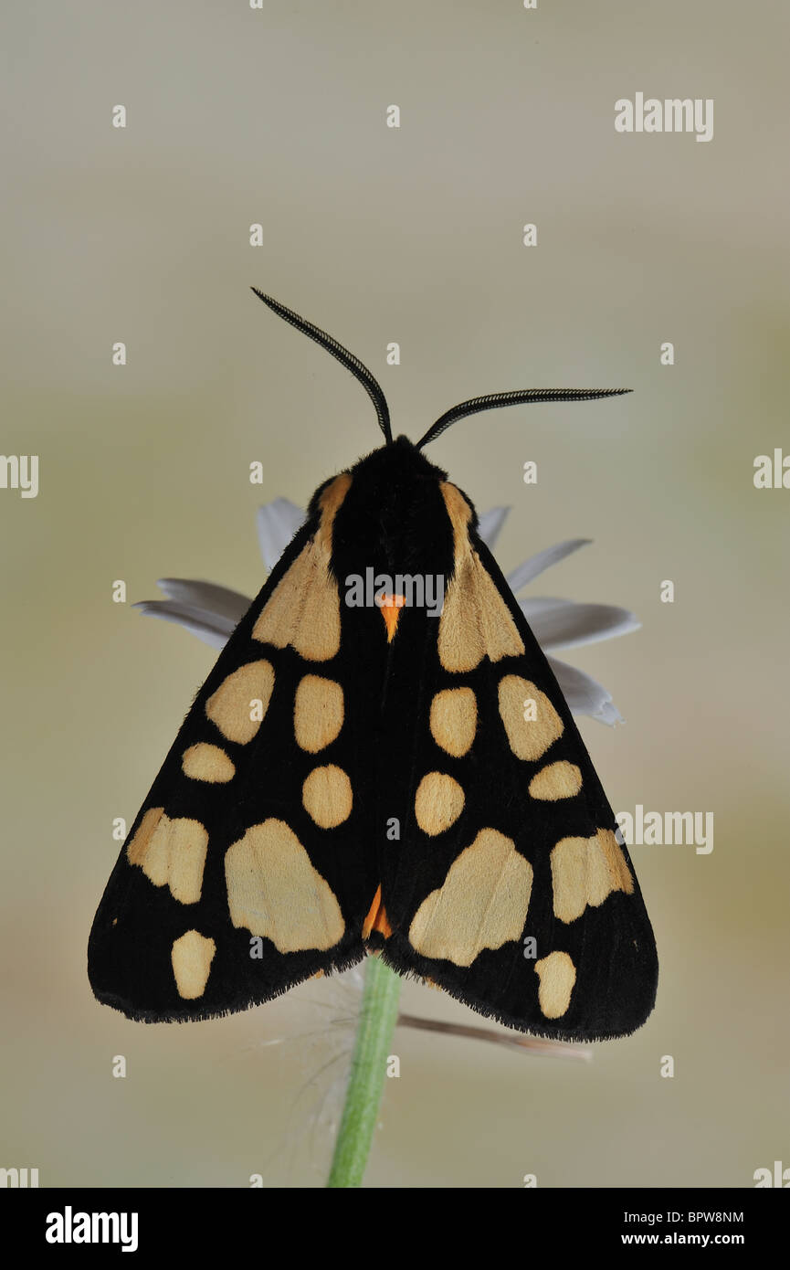 Cream-spot tiger moth (Epicallia villica - Arctia villica) on a flower ...