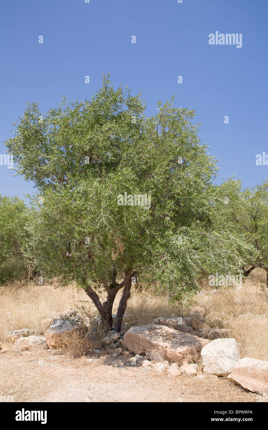 Olive trees, Crete, Greece Stock Photo - Alamy