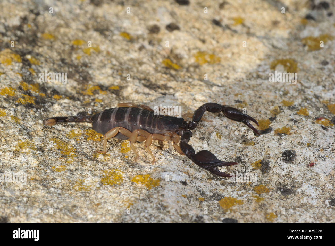 European yellow-tailed scorpion (Euscorpius flavicaudis) on rock at ...