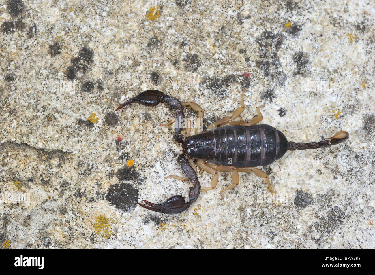 Yellow tailed scorpion hi-res stock photography and images - Alamy