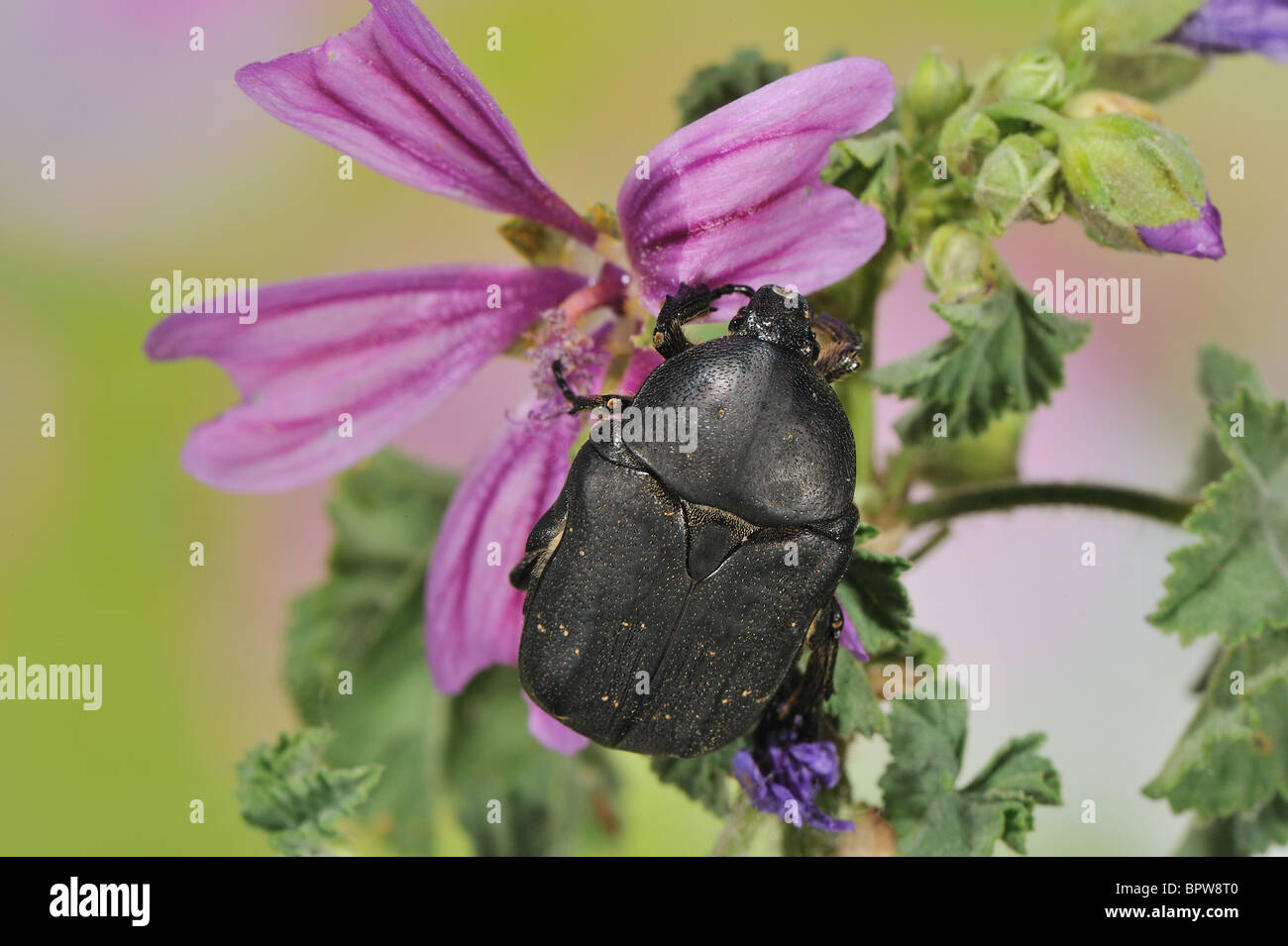 Black rose chafer hi-res stock photography and images - Alamy