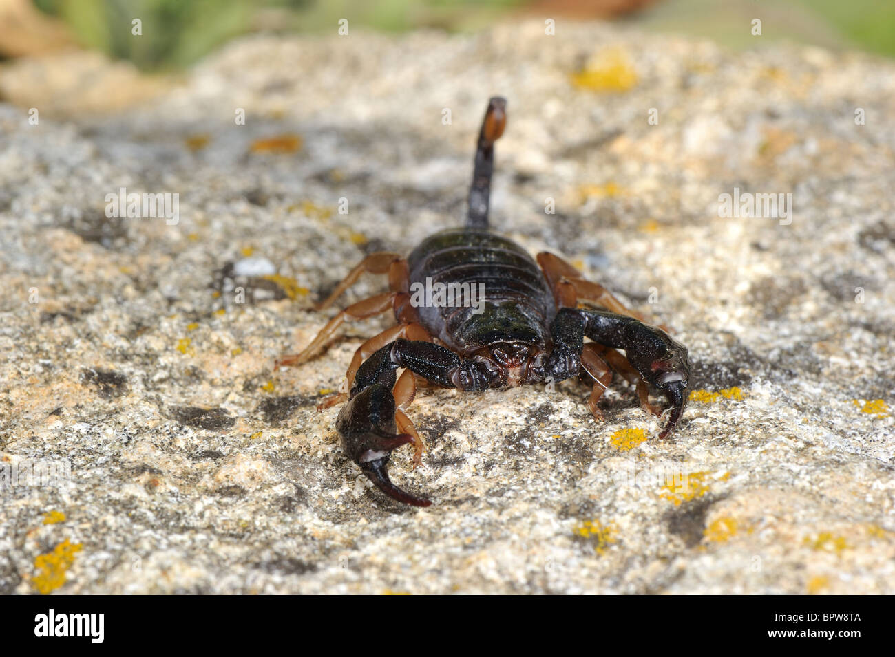 European yellow-tailed scorpion (Euscorpius flavicaudis) on rock at ...