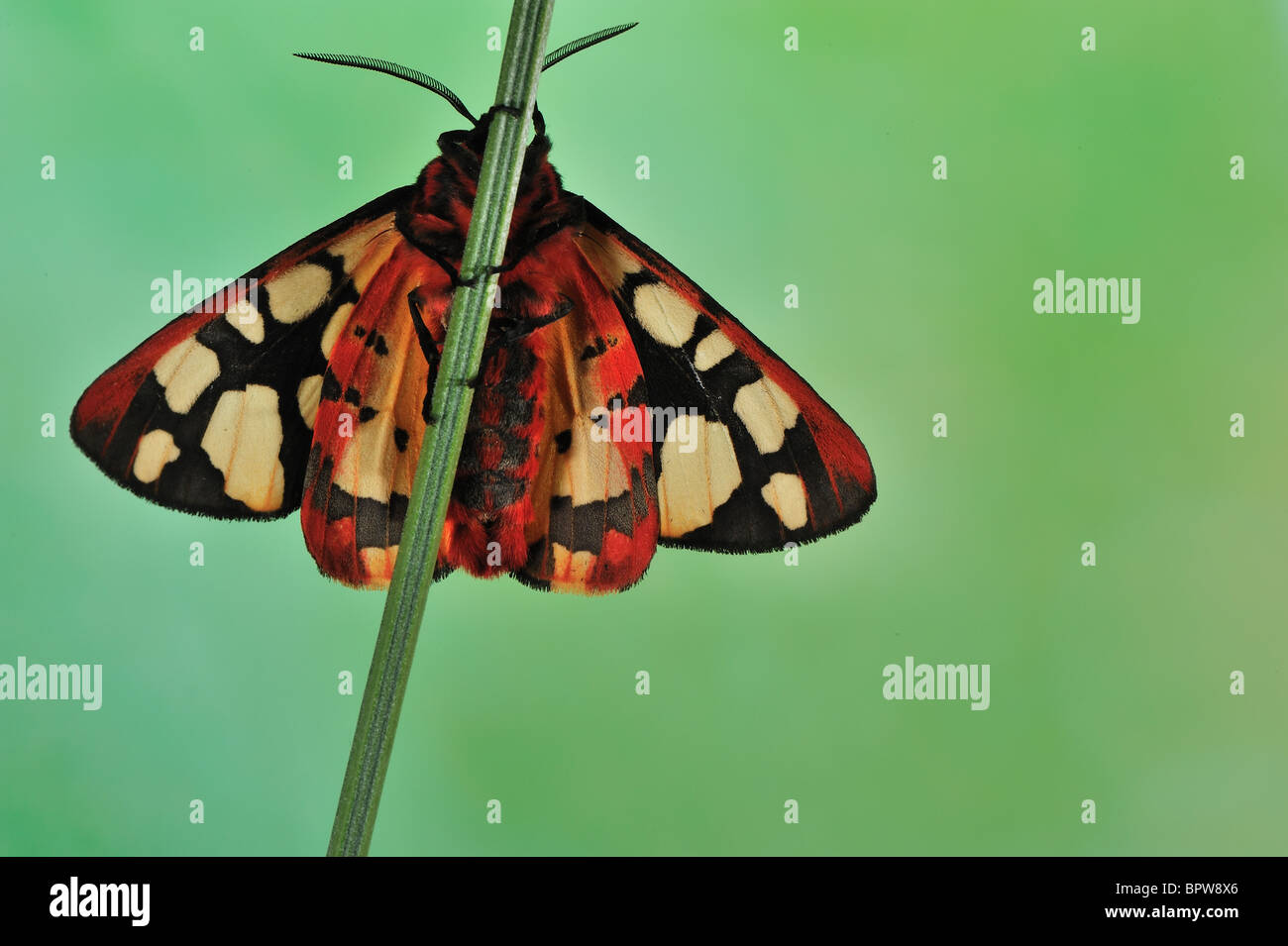 Cream-spot tiger moth (Epicallia villica - Arctia villica) - Underside ...