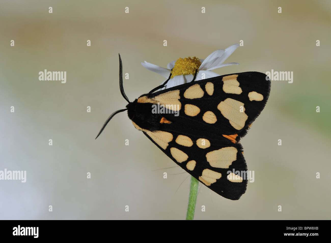 Cream-spot tiger moth (Epicallia villica - Arctia villica) on a flower ...