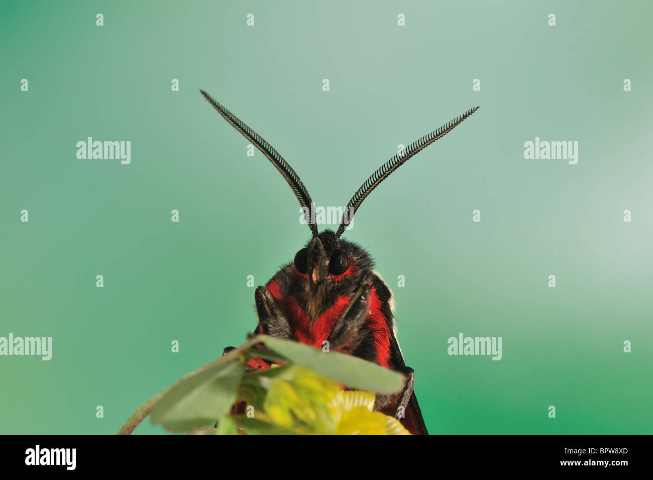 Cream-spot tiger moth (Epicallia villica - Arctia villica) - Head ...