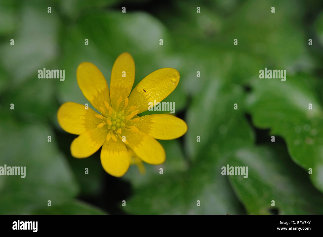 Lesser celandine - Fig buttercup - Pilewort (Ranunculus ficaria ...