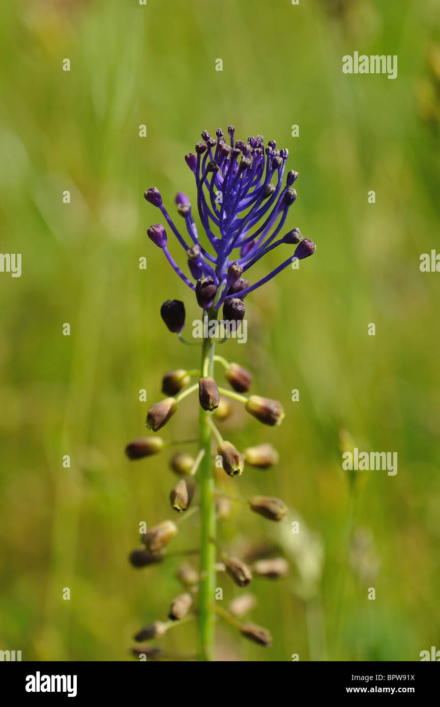 Tufted Grape Hyacinth - Tassel Grape Hyacynth - Hairy Muscari - Edible ...
