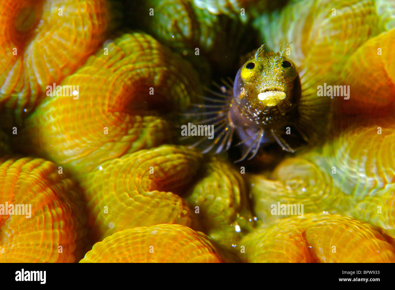 Coral grouper eel hi-res stock photography and images - Alamy
