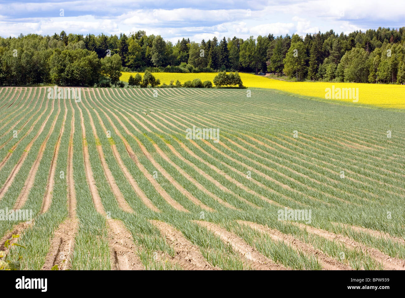 Norway crops agriculture hi-res stock photography and images - Alamy