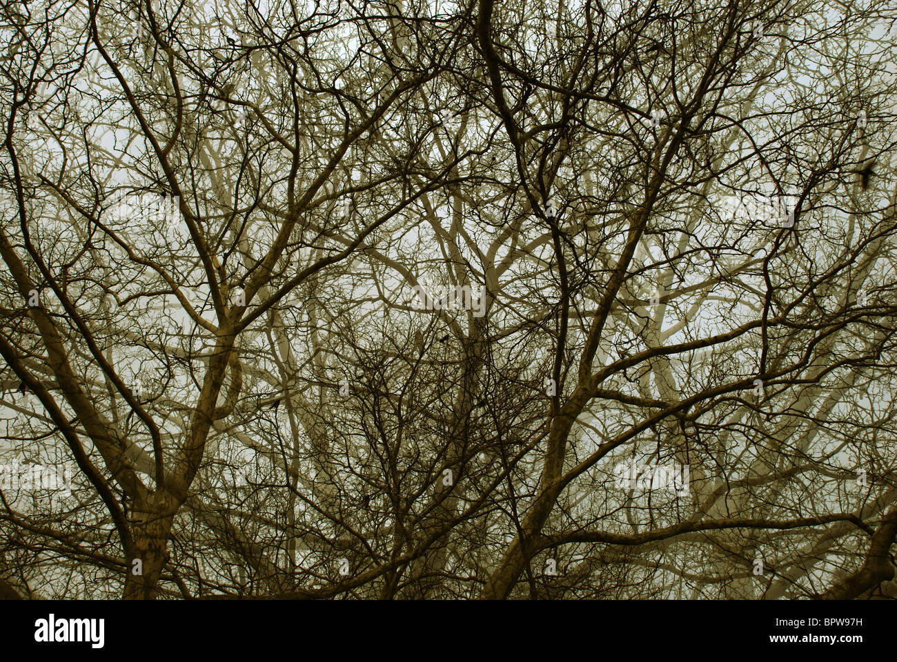Illustration of Winter forest of profuse bare tree limbs overlapping ...