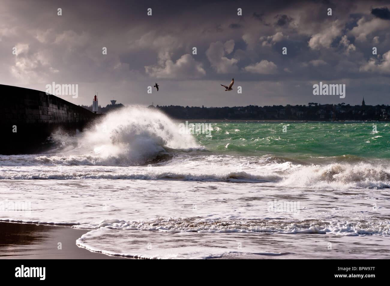 BIrds in the storm Stock Photo - Alamy