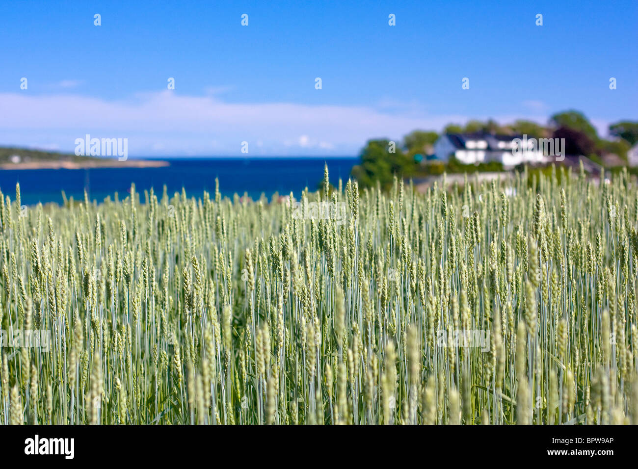 Norway crops agriculture hi-res stock photography and images - Alamy
