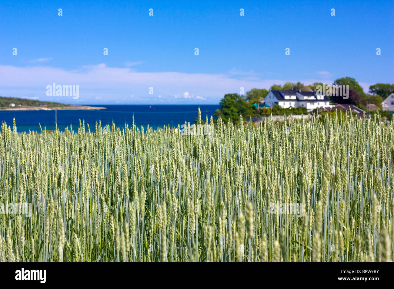 Norway crops agriculture hi-res stock photography and images - Alamy