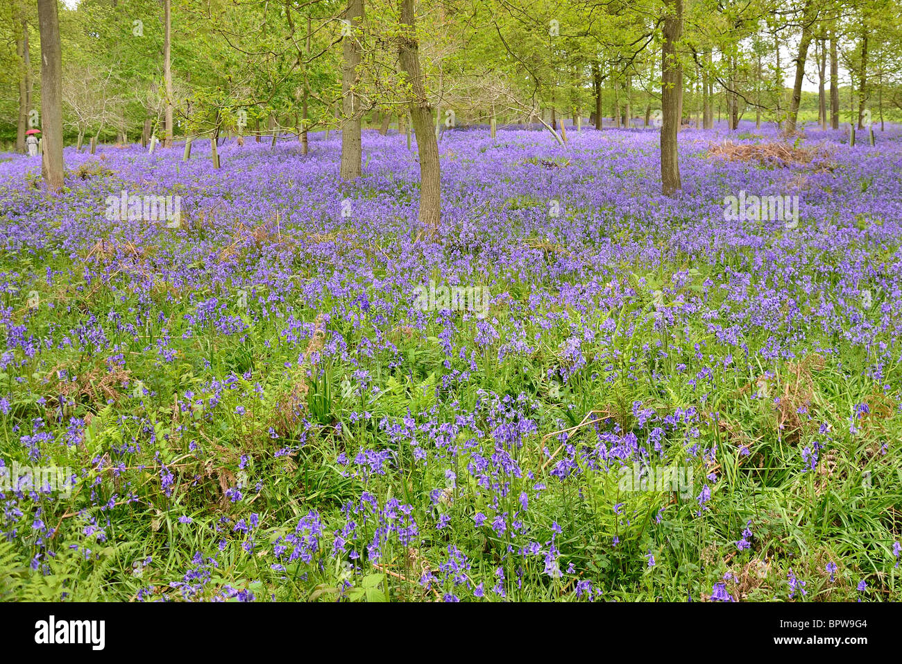 Bluebell walks hi-res stock photography and images - Alamy