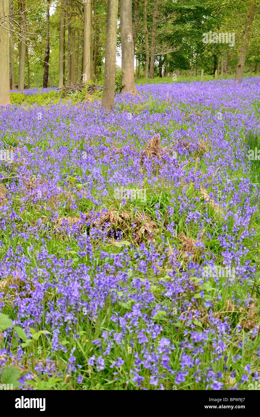 Bluebell bulb hi-res stock photography and images - Alamy