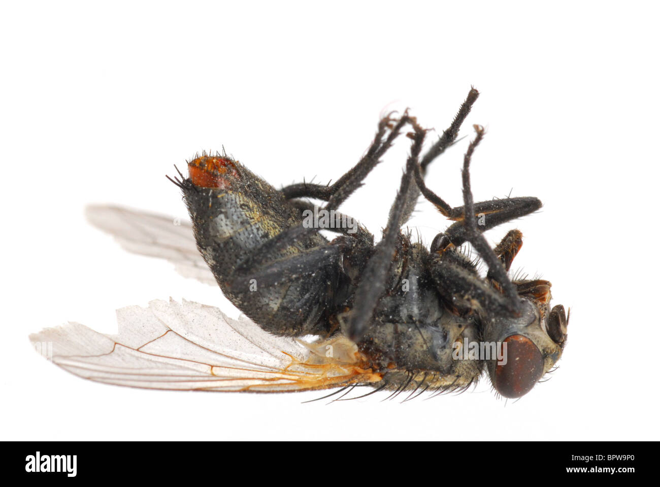 Fauna studio hi-res stock photography and images - Alamy