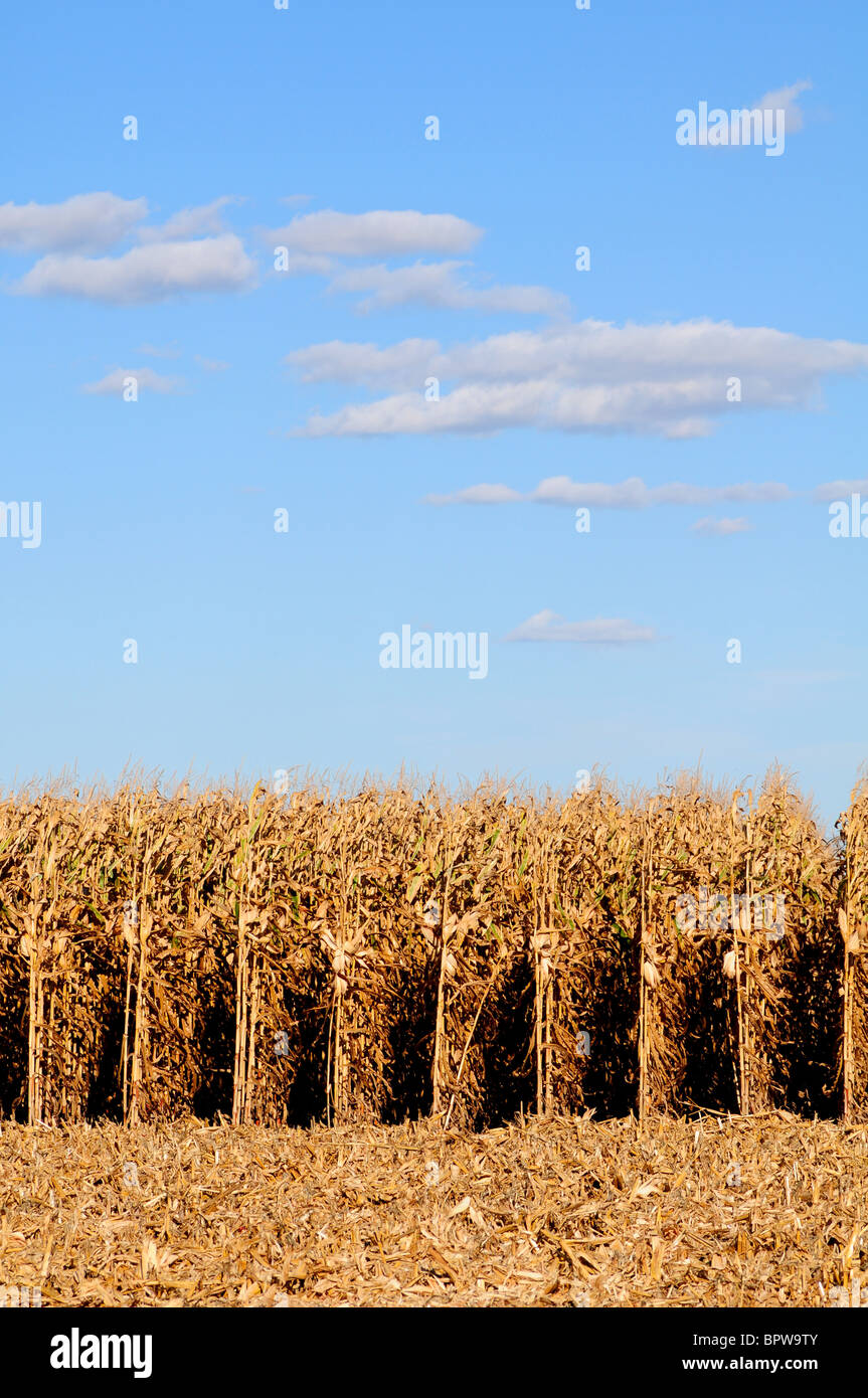 Corn crop ready for harvest Stock Photo - Alamy