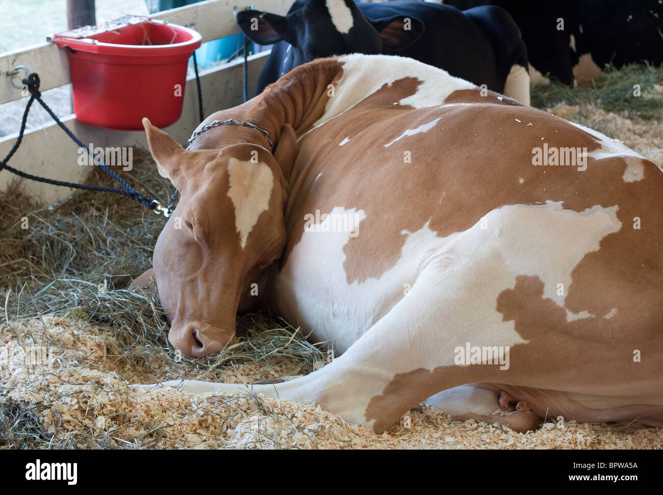 Diary cow sleeping in barn Stock Photo - Alamy