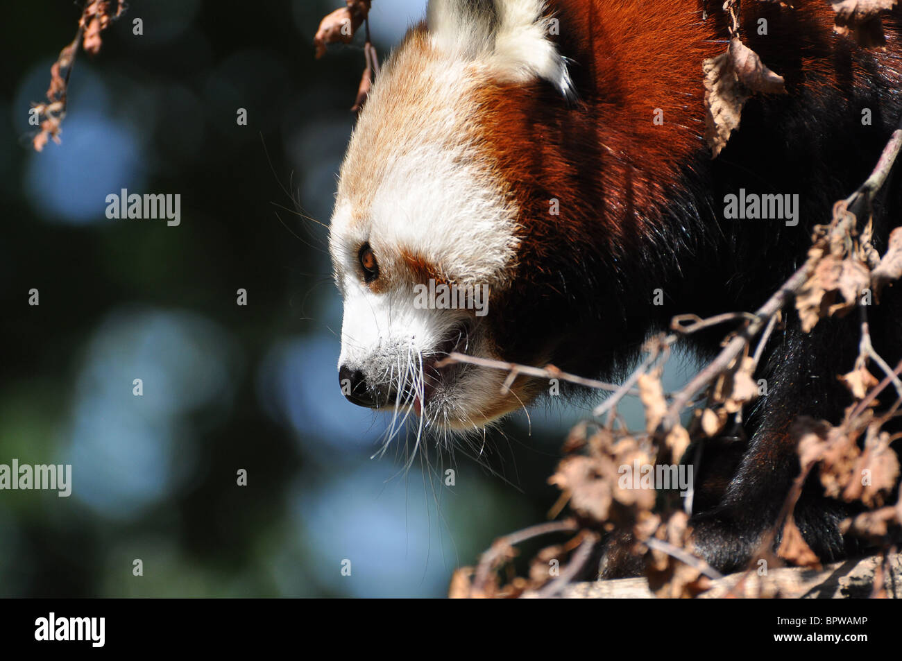 Red panda in dublin zoo ireland Stock Photo - Alamy