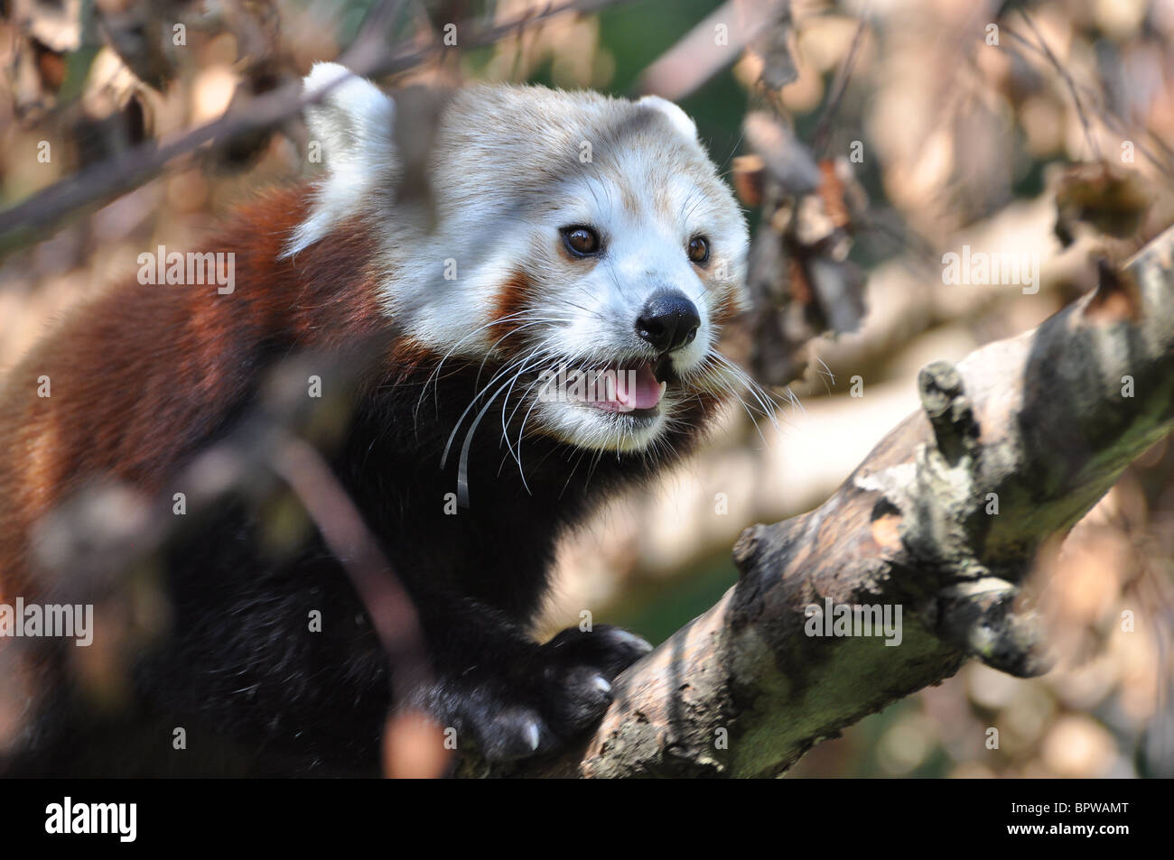 Red panda in dublin zoo ireland Stock Photo - Alamy