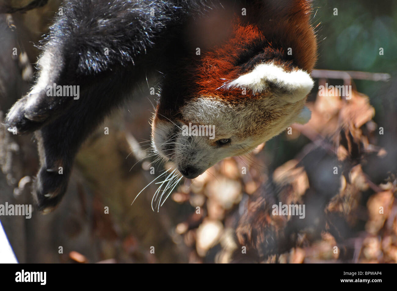 Red panda in dublin zoo ireland Stock Photo - Alamy