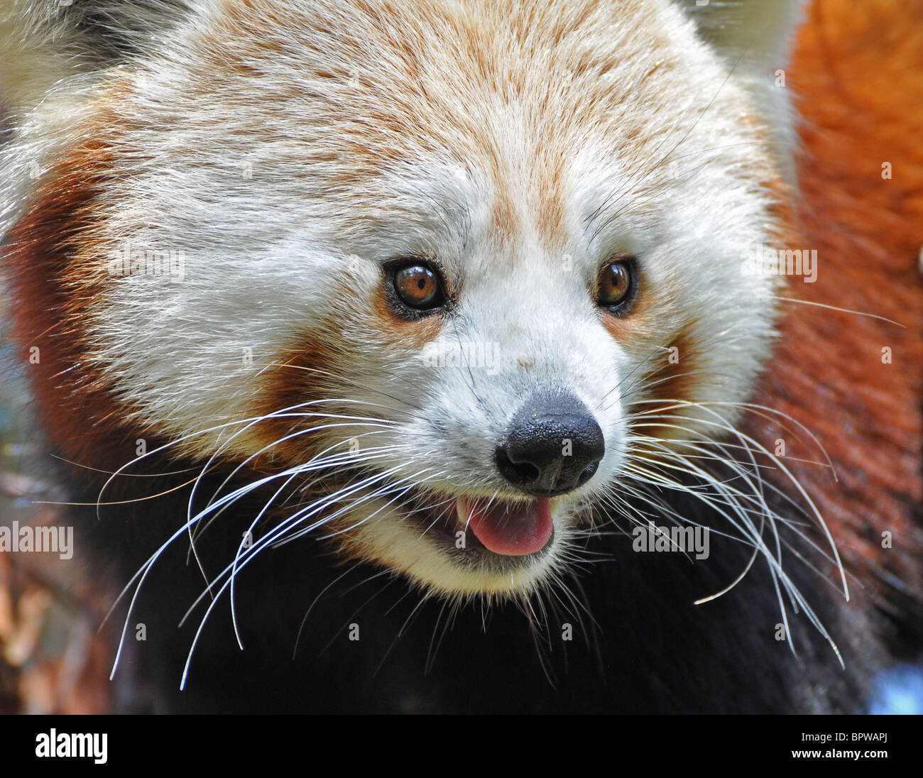 Red panda in dublin zoo ireland Stock Photo - Alamy