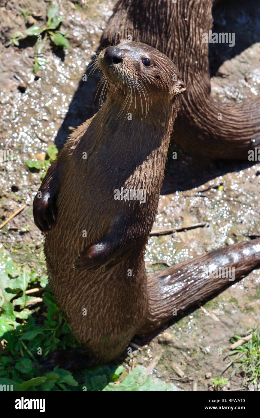 Otters at slimbridge hi-res stock photography and images - Alamy