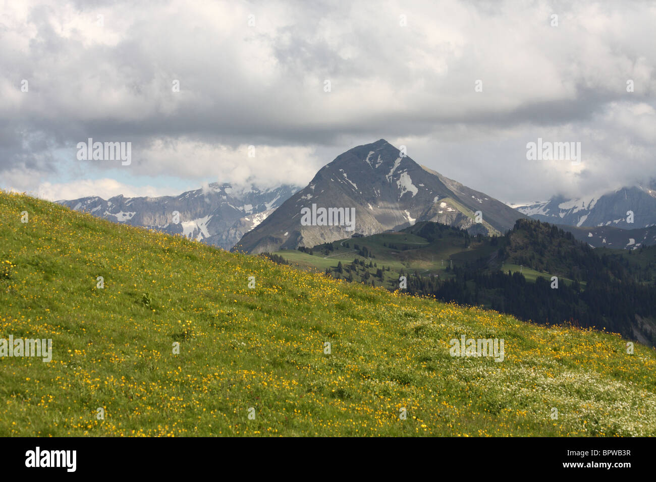 Alpine meadow flowers hi-res stock photography and images - Alamy