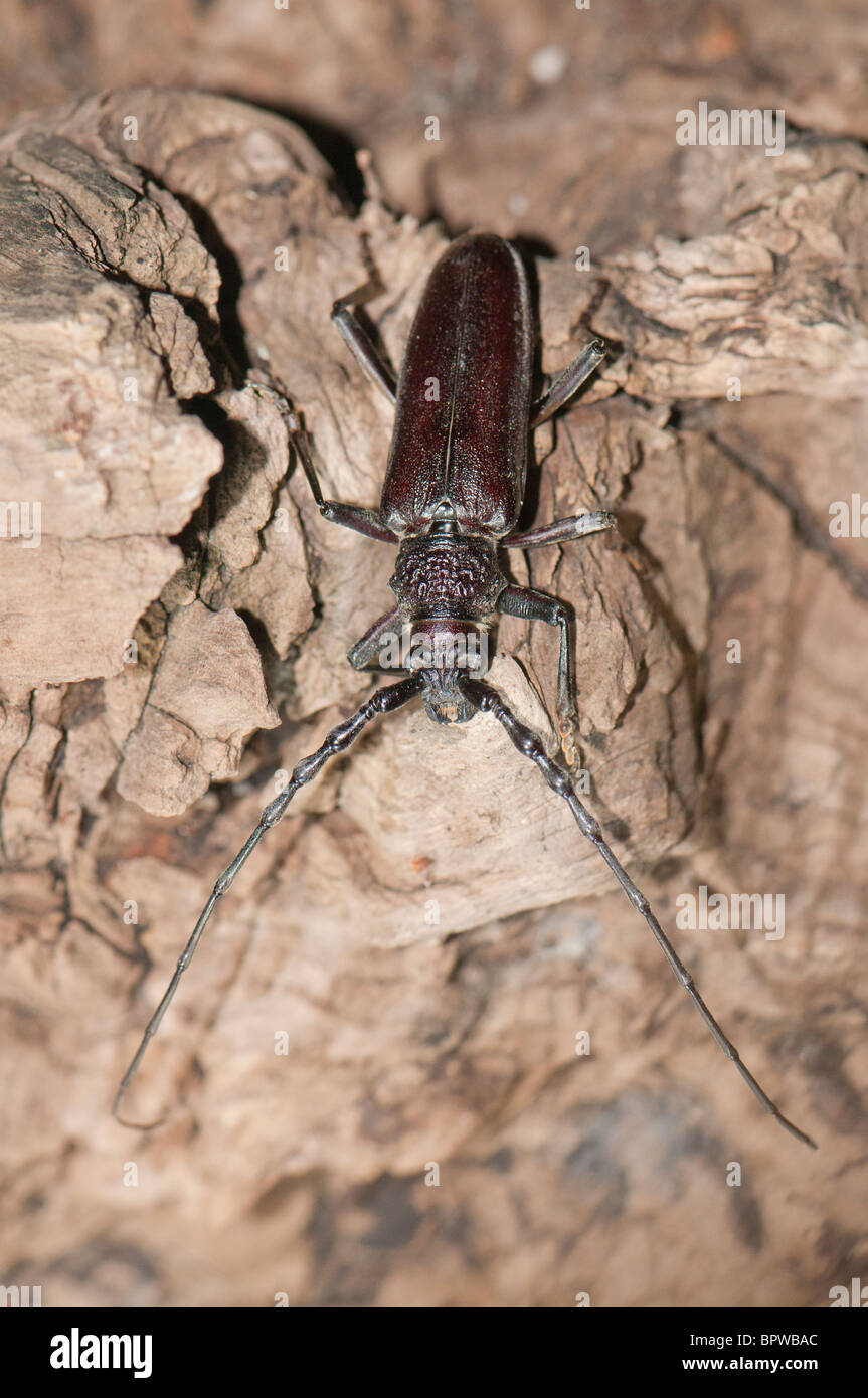 Male Great Capricorn beetle (Cerambyx cerdo) a Cerambycidae longhorn ...