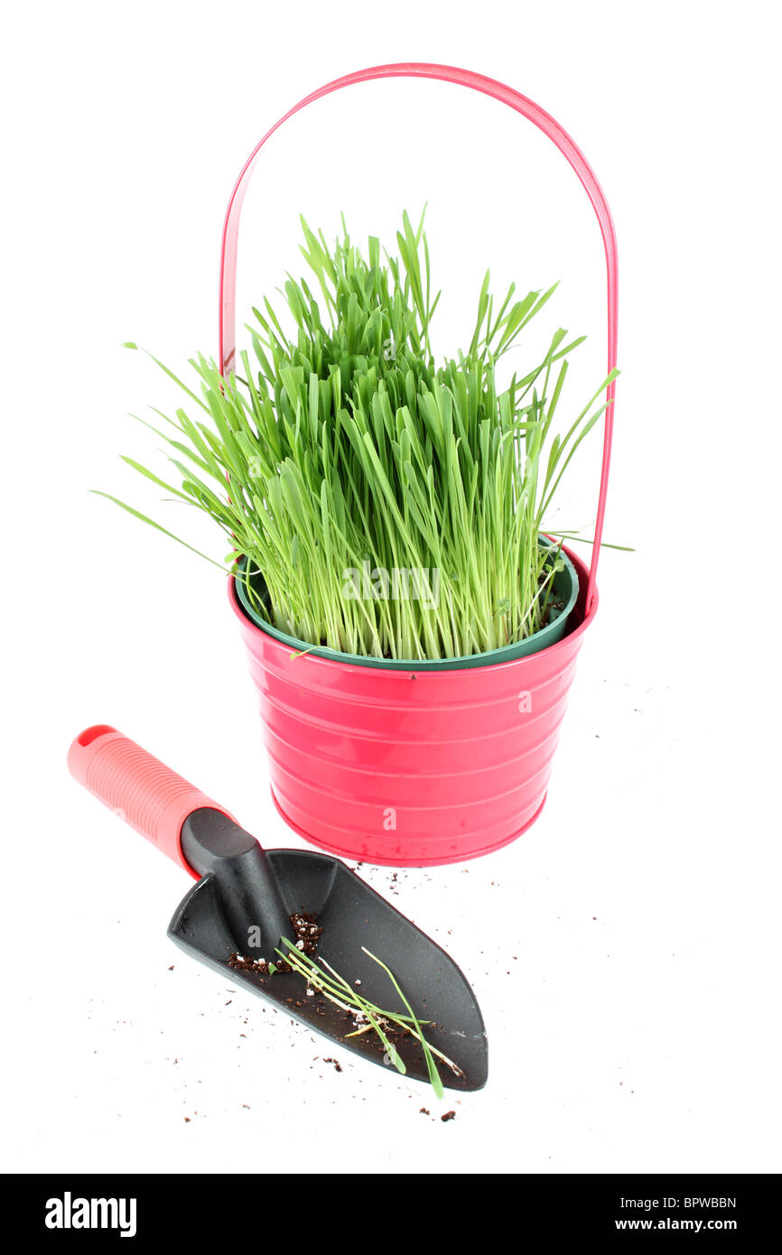 Leftovers of freshly dug grass and soil in scoop of trowel used in ...